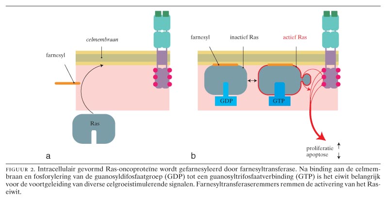 Chemotherapie in ontwikkeling; specifiek aangrijpende cytostatica en ...