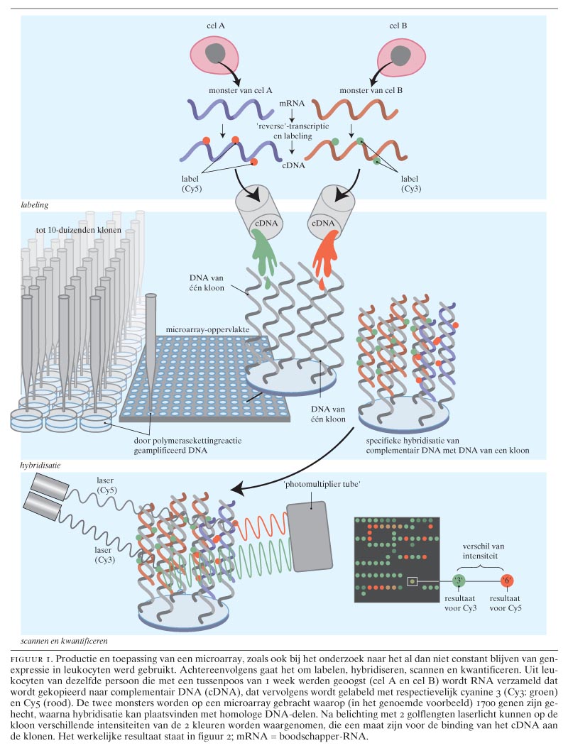 Genexpressieanalyse met behulp van DNA-microarrays | Nederlands ...
