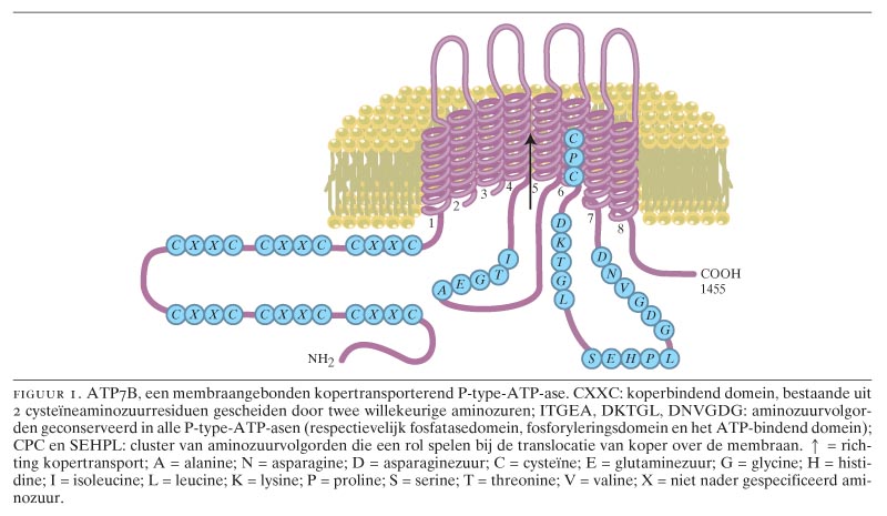 Van gen naar ziekte; de ziekte van Wilson: koperstapeling door mutaties ...
