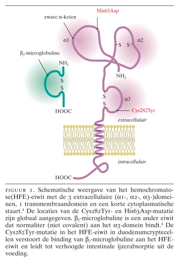 Van gen naar ziekte; HFE-mutaties bij primaire hemochromatose ...