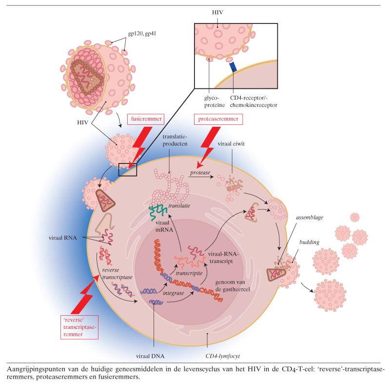 Enfuvirtide, de eerste vertegenwoordiger van een nieuwe klasse van ...