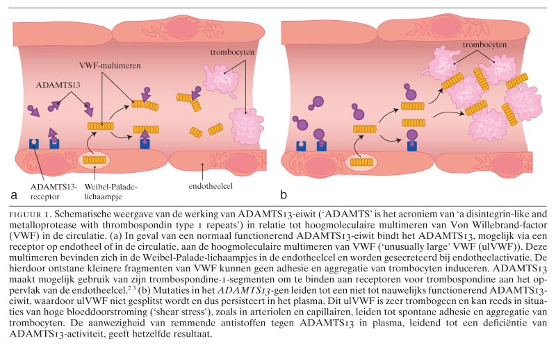 Van gen naar ziekte; congenitale trombotische trombocytopenische ...