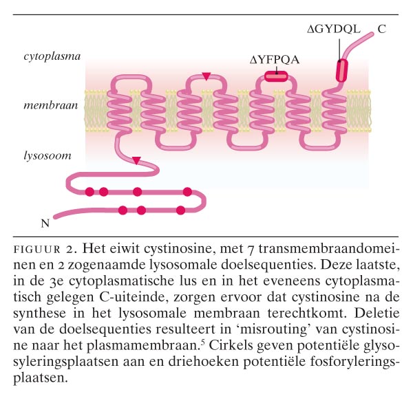Van gen naar ziekte; cystinose | Nederlands Tijdschrift voor Geneeskunde