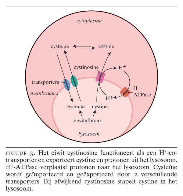 Van gen naar ziekte; cystinose | Nederlands Tijdschrift voor Geneeskunde