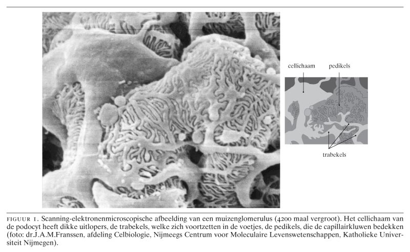 Podocytdisfunctie en proteïnurie | NTVG