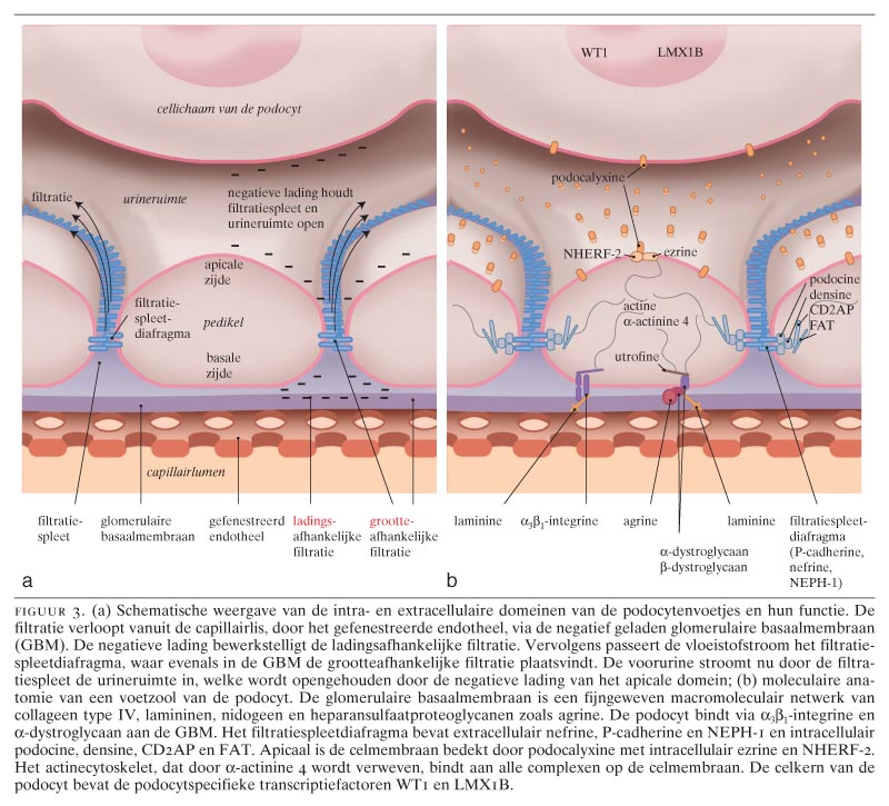 Podocytdisfunctie en proteïnurie | NTVG