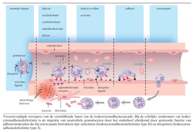 Extravasatie Diagram