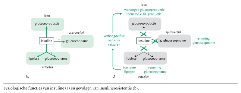 Het metabool syndroom: een cluster van vasculaire risicofactoren ...