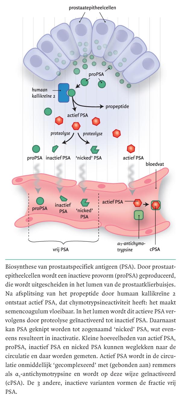 De zoektocht naar betere markers voor prostaatkanker dan ...