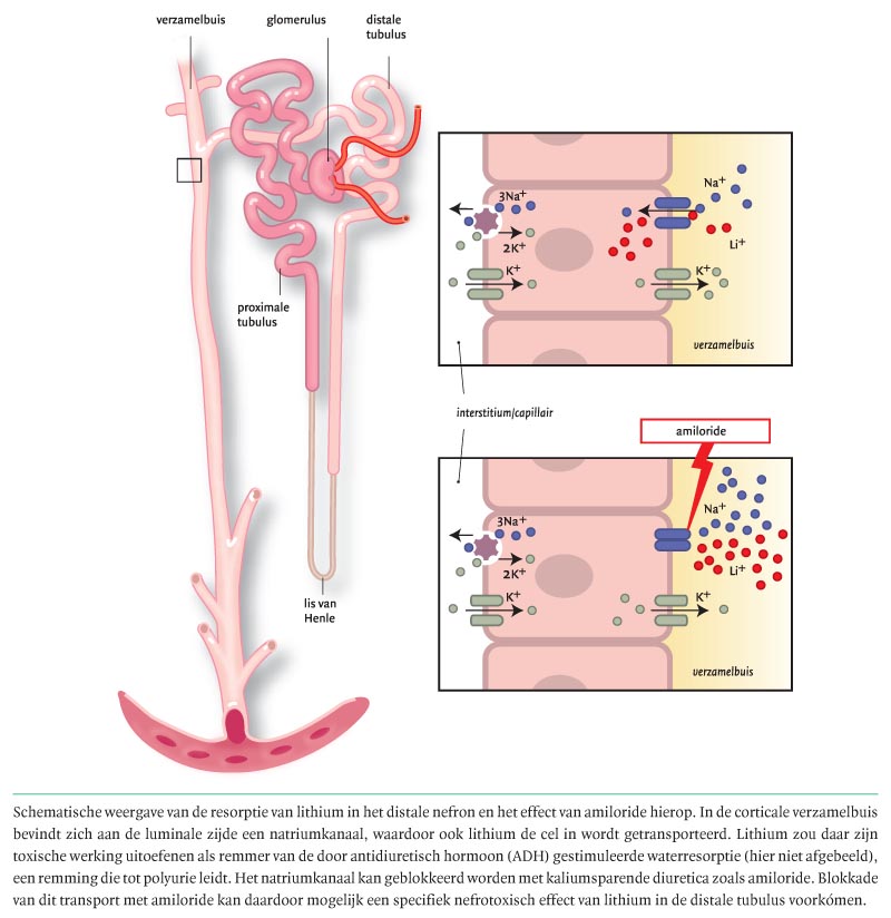 Polyurie en polydipsie door renale diabetes insipidus bij gebruik van ...