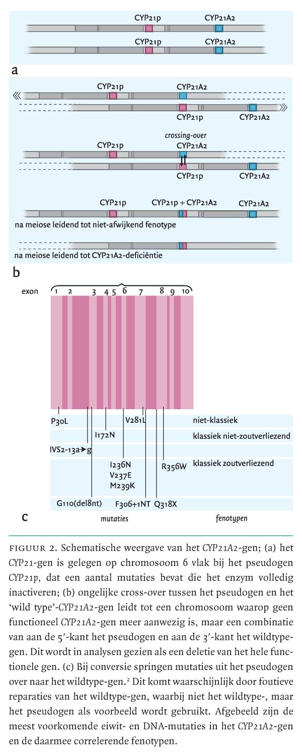 Van gen naar ziekte; het adrenogenitaal syndroom en het CYP21A2-gen ...
