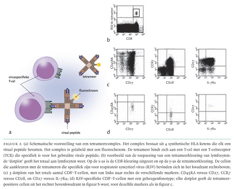 Immunologische afweer tegen virale infecties: virusspecifieke T-cellen ...
