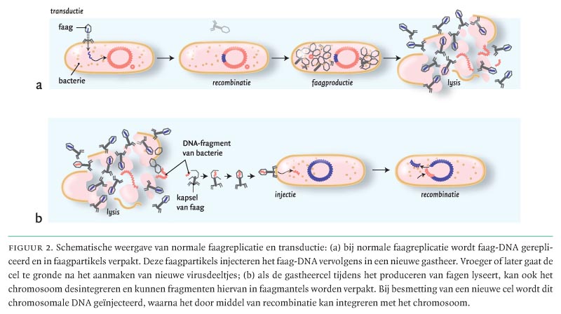 Horizontale overdracht van bacteriële genen en de betekenis voor ...