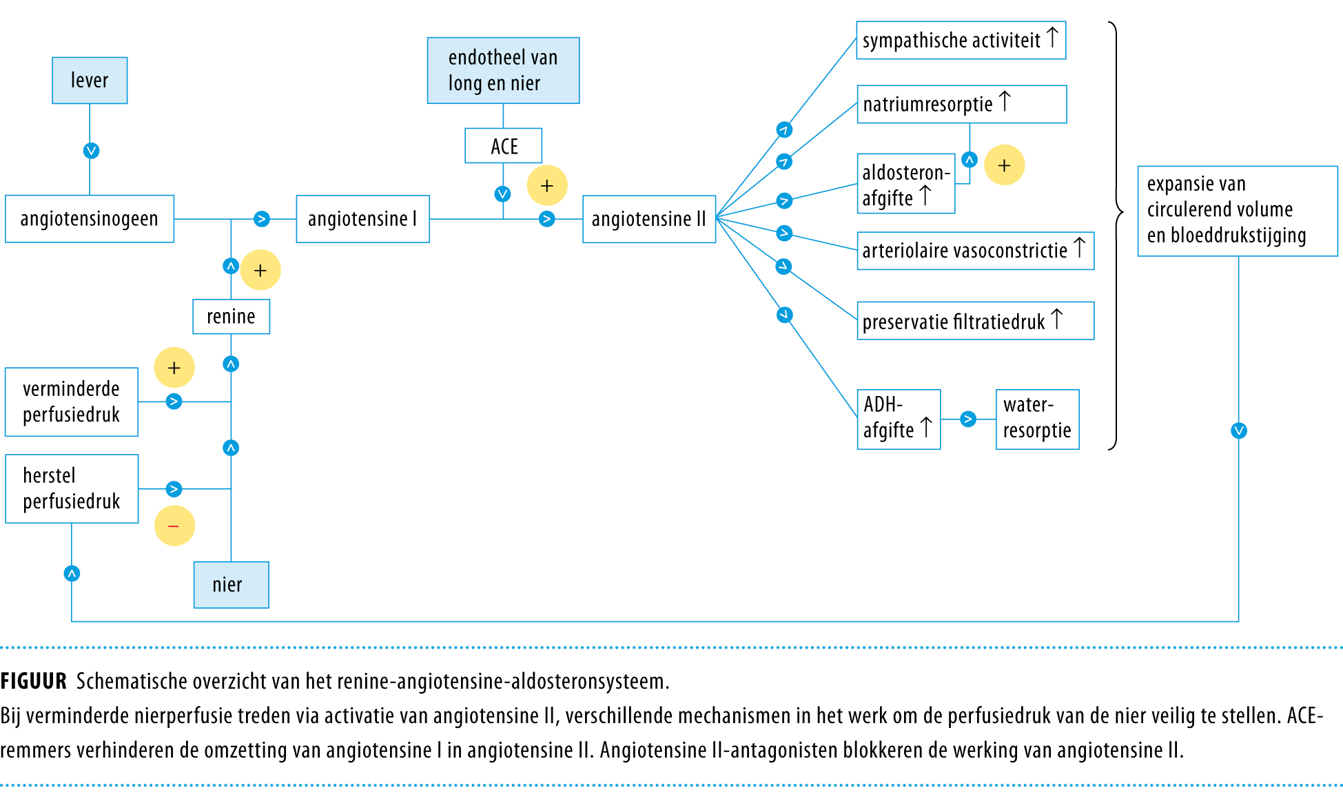 Acute nierinsufficiëntie bij combinatie RAAS-remmer en dehydratie ...