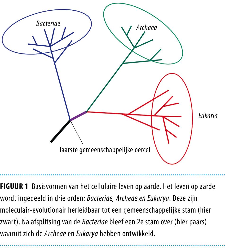 Virus en evolutie | NTVG