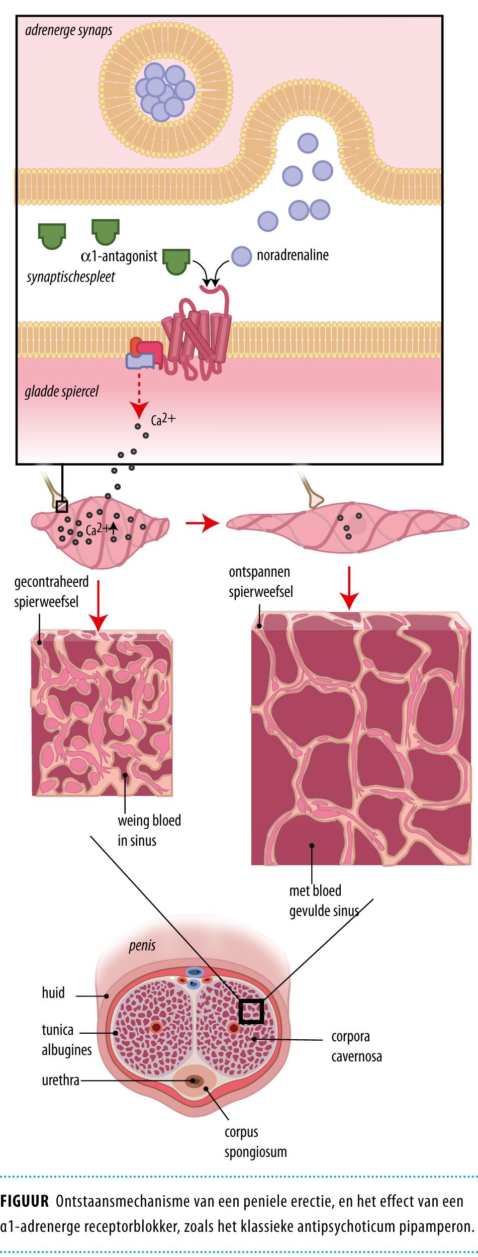 Een patiënt met priapisme als gevolg van pipamperon | NTVG