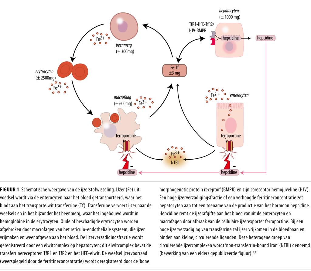 ‘Non-transferrin-bound iron’ | NTvG