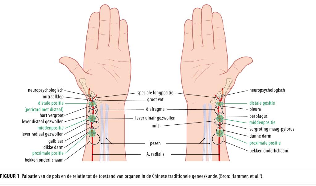 De hartfrequentie in rust | NTvG