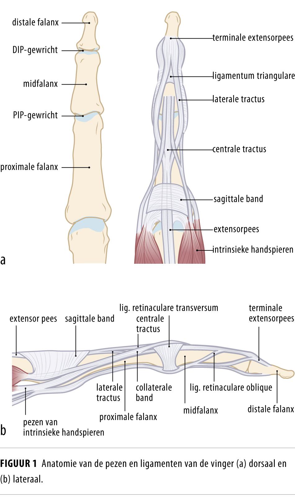 De malletvinger: opereren versus spalken | NTVG