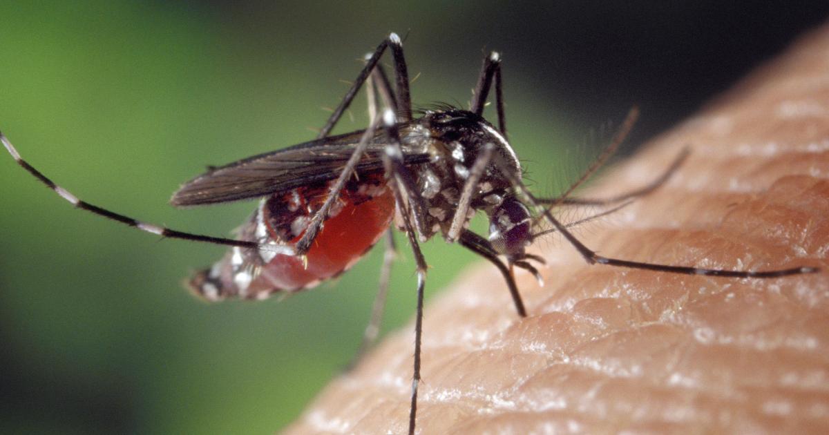 Knokkelkoortsepidemie | NTVG