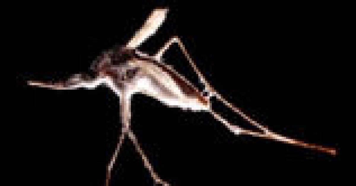 Nieuwe aanpak malariamug | NTVG