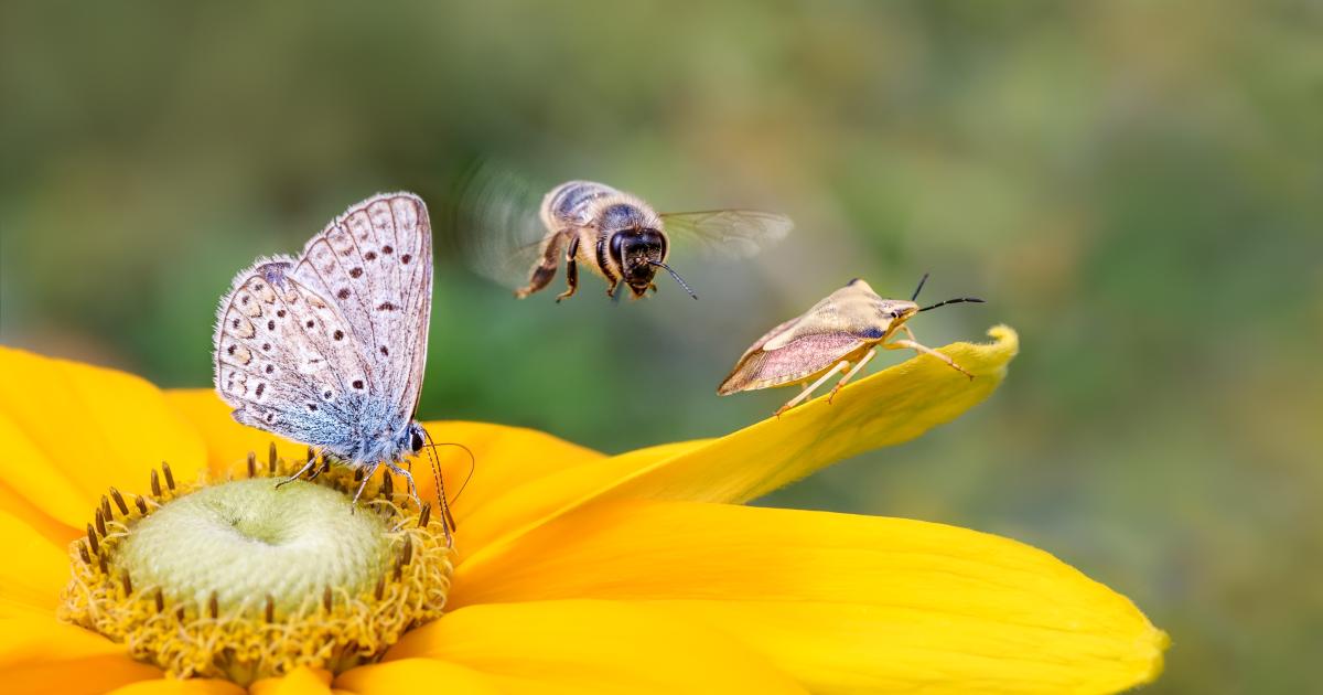 Biodiversiteit | NTVG
